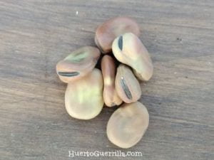 Siembra habas y mejora la tierra. - Huerto Guerrilla, un hueco un huerto